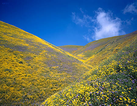 Flower Hills, Doug Sprock Photography